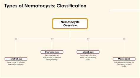 Types Of Nematocysts Classification Ppt Slides Acp Ppt Presentation