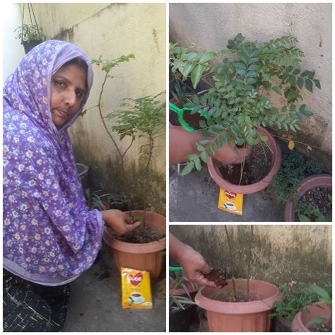 ලෝක ආහාර හිඟය ළඟ ළඟම එනවා ආහාර සුරක්ෂිතතාවය වෙනුවෙන් රට පුරා “වවන්න” වටවල තේ අරඹන ගෙවතු වගා