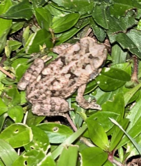 Can Anyone Identify This Toad R Toads