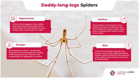 Daddy Long Legs Spider Killing