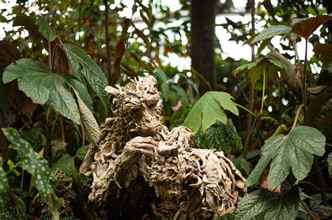 집 밖의 나무 나무 조각 목조 예술 무성한 녹지 삼림 환경 소박한 예술 식물 잎 식물 환경 식물의 야외 조각 예술 설치 예술적 성격 예술적인 유기