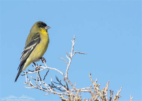 Lesser Goldfinch Male On A Greasewood Mia Mcphersons On The Wing