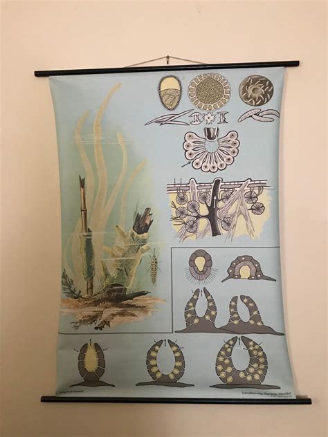 Vintage Botanical Chart Sea Sponge Chart School Scientific Nautical