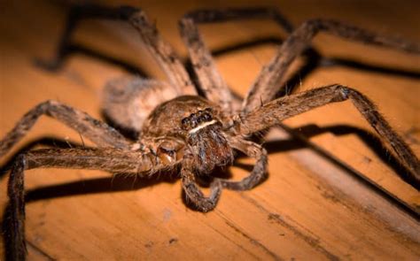 How To Keep Huntsman Spiders Out Of Your House Beatpests