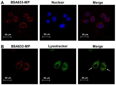 Subcellular Localization Of The Bsa633 Mp Nanoconjugate Human