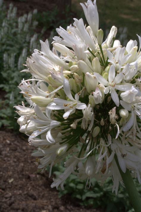 Agapanthus ‘snowfire Lambley Nursery