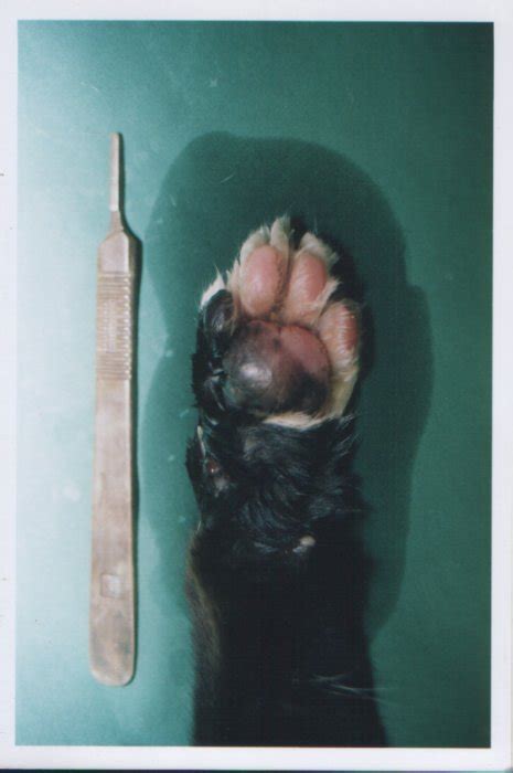 Plasma Cell Pododermatitis In Cats Felis Vetlexicon