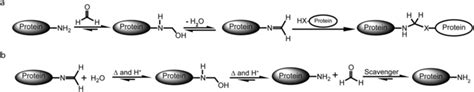 Formaldehyde Modifications Of Proteins During Fixation And Antigen