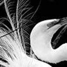 Issue July 2014 Sex The Scientist Magazine