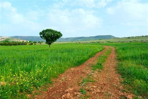 Download Blob Tree Pdf Emotional Expression Activity