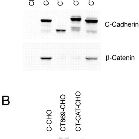 C Cadherin Mutant Molecules A Schematic Depiction Of The Full Length