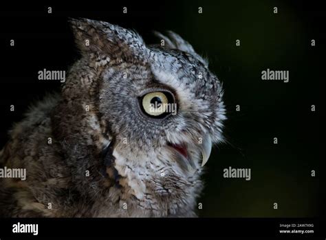 Eastern Screech Owl Close Up Portrait Against Black Background Stock