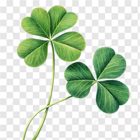 날씬한 줄기 위에 똑바로 위치한 둥근 로브 잎이있는 생생한 녹색 4 잎 클로버 생생한 녹색 4 잎 둥근 클로버 잎 모양의