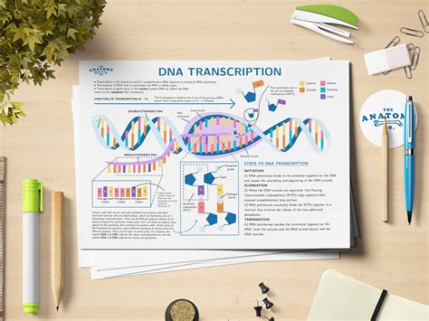 Nucleotide Bases With Their Complementary Partners