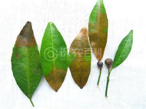 柑橘炭疽病 大丰收