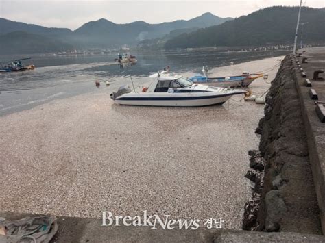 마산만 정어리 집단폐사 산소부족에 의한 질식 결론 브레이크뉴스 경남