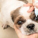 Diagnosis And Treatment Of Indolent Corneal Ulcers