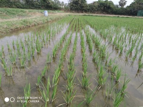 neeraj maurya posted on linkedin