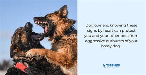 How To Handle A Dominant Dog 8 Powerful Training Strategies