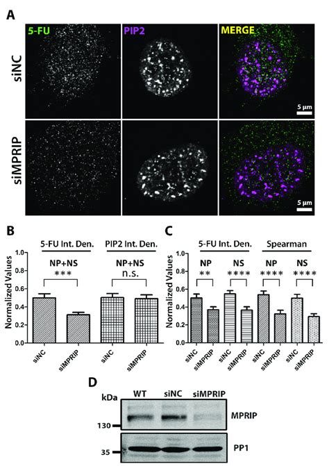 Nascent Rna Labeling Shows Decreased Transcriptional Output In Mprip Download Scientific