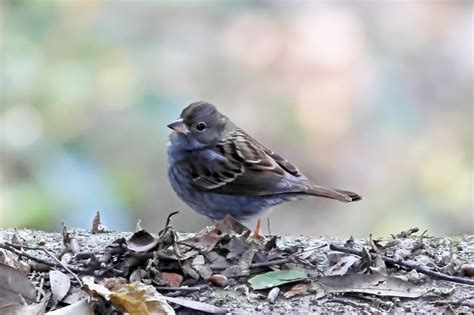 クロジアオジ 野鳥