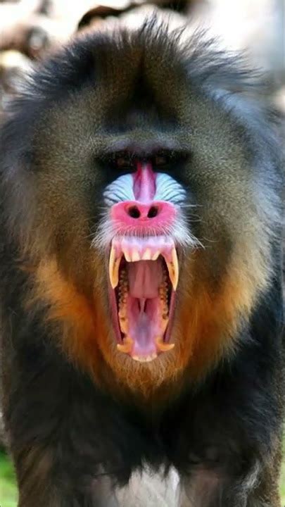 Mandrill Monkey