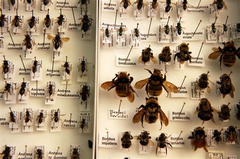 All The Buzz Know Your Bee With New Identification Guide Ecals