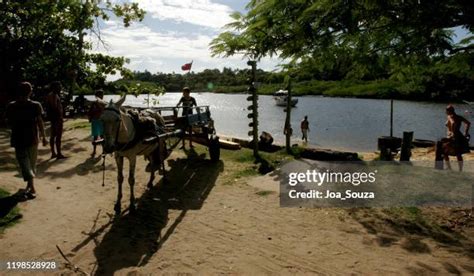 Wagons Mules Photos And Premium High Res Pictures Getty Images