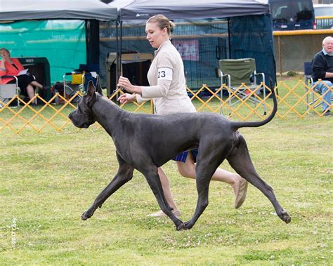 Oliver Wil Joi Great Danes