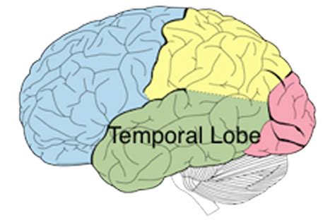 Temporal Lobe Epilepsy