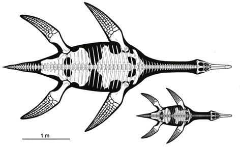 Polycotylus Plesiosaur Directory