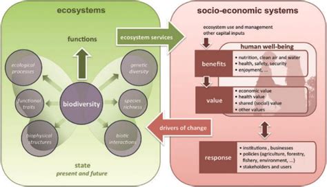 Conceptual Framework Drawn Up By The Maes Initiative Maes Et Al Download Scientific Diagram