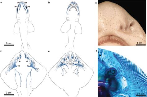 What Is Ampullae Of Lorenzini At Elizabeth Burrows Blog