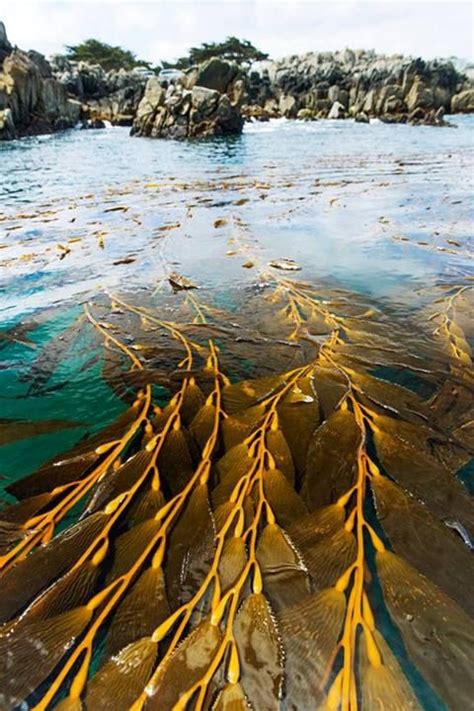 Sea Trees Underwater Plants Kelp Forest Underwater World