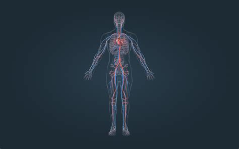 سیستم گردش خون صحنه سه‌بعدی آموزش ویادگیری دیجیتالی موزاییک