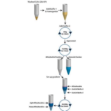 Isolate Intact Active Mitochondria Focus™ Mitochondria