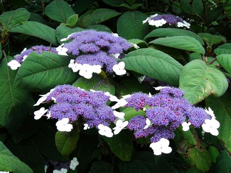 Hydrangea Aspera Species Complex Cultivars Trees And Shrubs Online