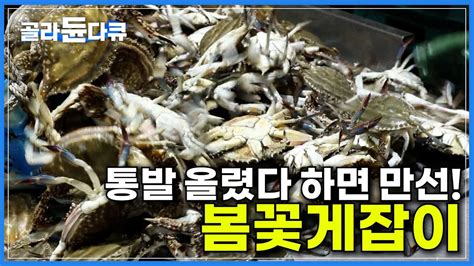 연중 꽃게 맛이 가장 좋고 살이 가장 많을 때가 지금 3 4월ㅣ전국 생산량 40를 차지하는 꽃게의 고장 진도ㅣ귀한 봄 손님 봄꽃게가 가져온 항구의 활기ㅣ한국기행ㅣ