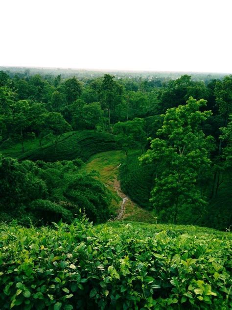 Assam Wallpapers Top Free Assam Backgrounds Wallpaperaccess