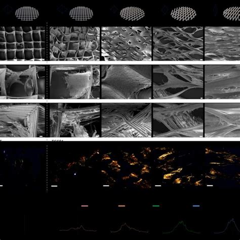 ecm orientation analysis and quantification a representative sem
