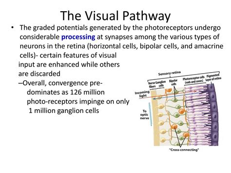 Ppt Visual Transduction Powerpoint Presentation Free Download Id 1976041