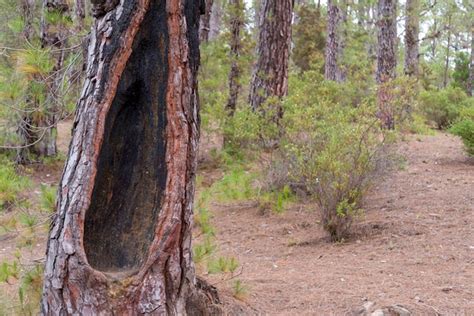 Premium Photo Dense Beautiful Forest On The Island Of Tenerife