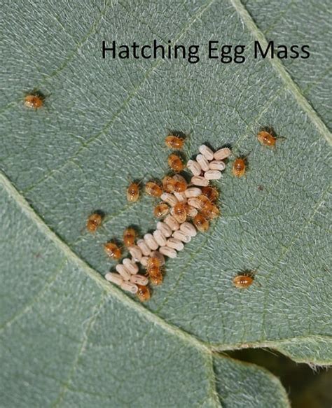 Kudzu Bug Ut Crops Pest Guides