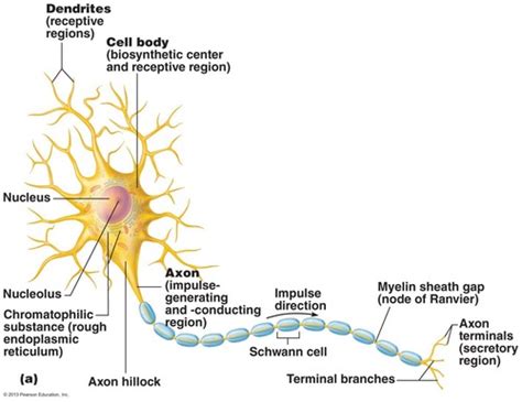 Nervous System Physiology Overview Pregnancy And Human Development