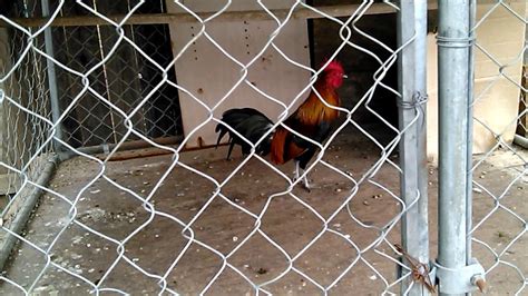 Qaib Qus Txuam Qaib Dib Youtube