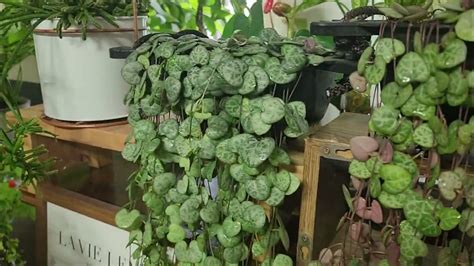 관리가쉬운 멋진식물 3종류 립살리스프라카룸 러브체인 아스파라거스 물주기 계절별관리 Youtube