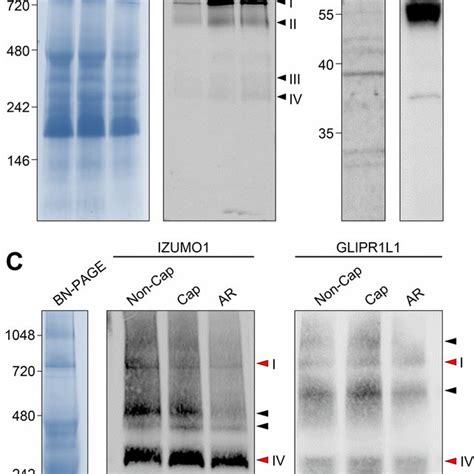 Izumo1 And Glipr1l1 Reside In Multimeric Protein Complexes A Native