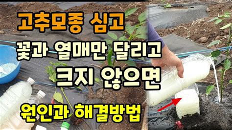 고추모종 심고 꽃과 열매만 많고 크지 않으면 원인과 해결방법 고추키우기 Youtube