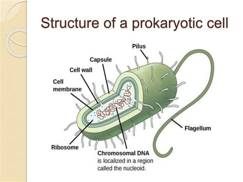 Structure Of Prokaryotic Cell Pptx