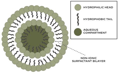 Structure Of Niosomes Download Scientific Diagram